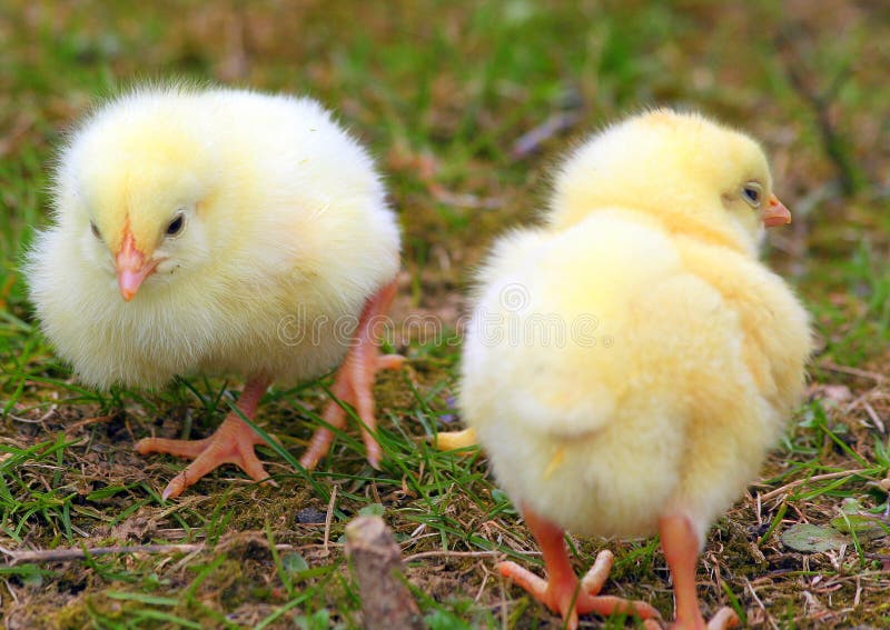 Baby Chickens stock image. Image of fluffy, week, young - 19791491
