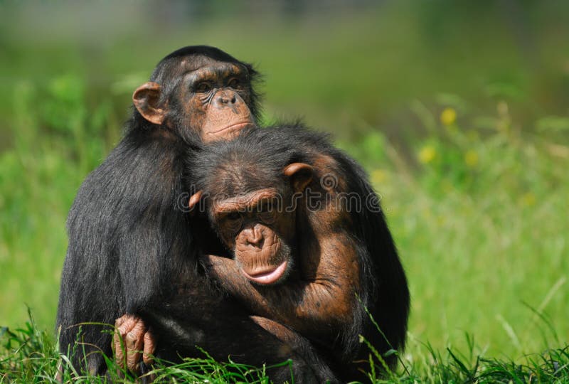 Two cute chimpanzees stock photo. Image of primate, animal - 9709524