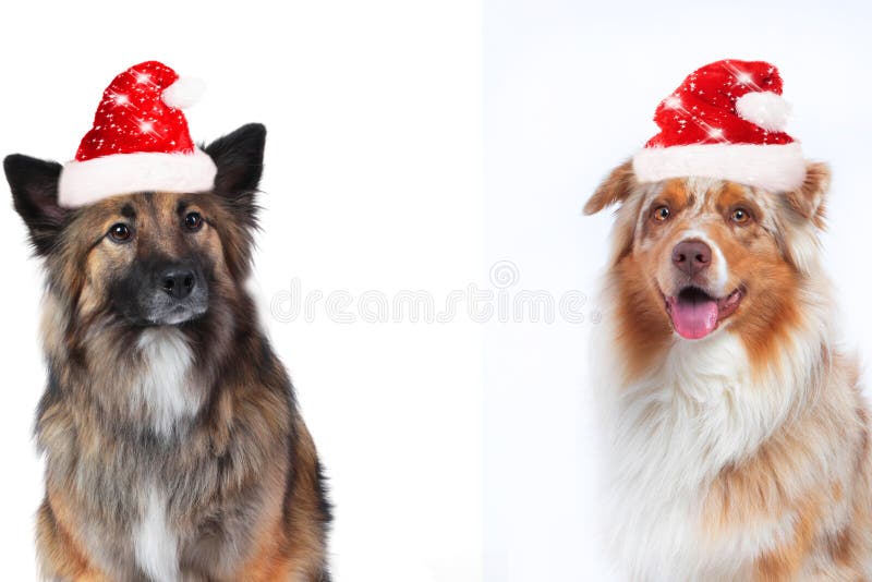 Two Cute Christmas Dogs Omn White Background Stock Photo - Image of ...
