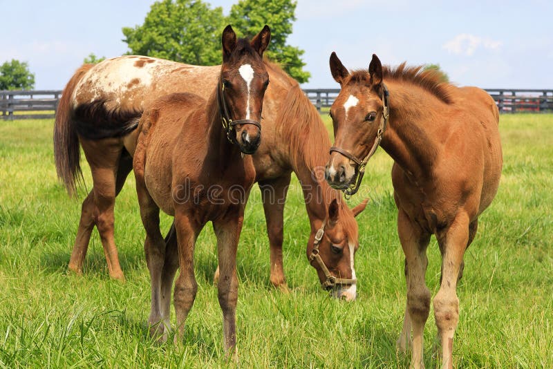 Kentucky Horse Barn stock photo. Image of livestock, beautiful - 10125162