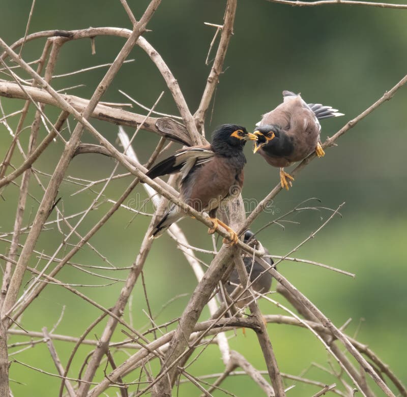 Cute Common Myna Birds Perched on a Tree Twig in the Forest Stock Image ...