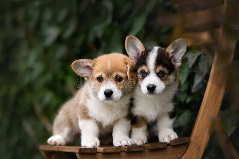 Two Corgi Puppies Posing Outdoors Together Stock Photo - Image of ...