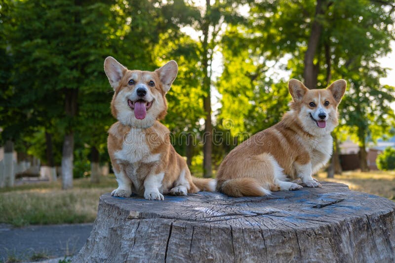 248 Summer Corgis Stock Photos - Free & Royalty-Free Stock Photos from ...