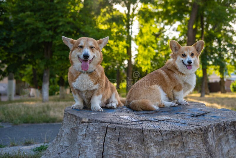 Two cute corgis stock image. Image of summer, cute, animal - 253185535