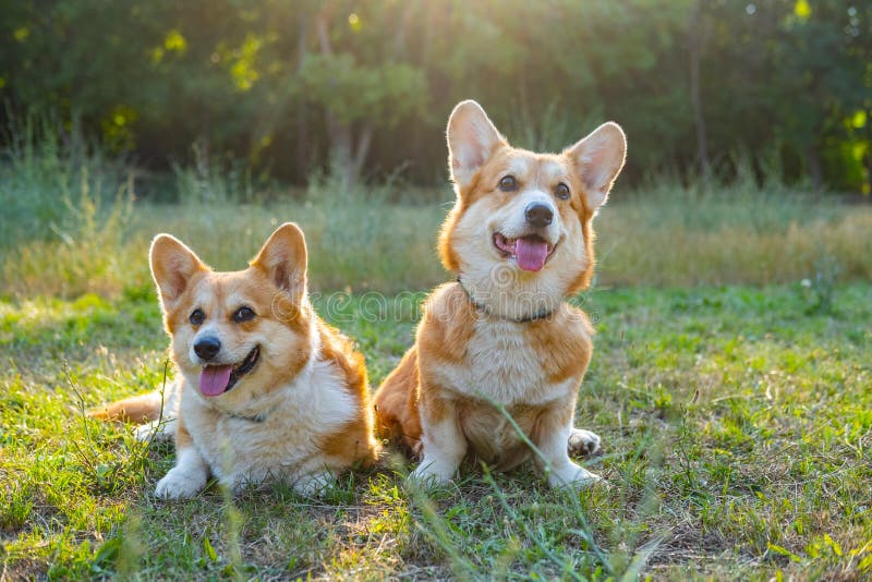 Two cute corgis stock photo. Image of meadow, playful - 253185592