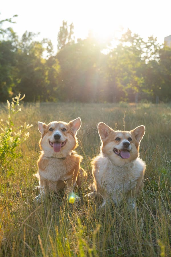Two cute corgis stock photo. Image of friend, move, cute - 253185596