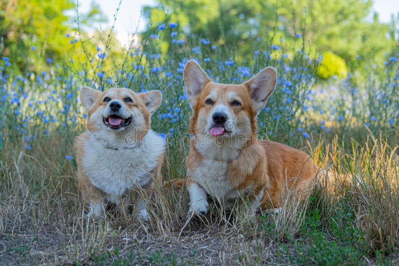 Two cute corgis stock photo. Image of friend, summer - 253185670