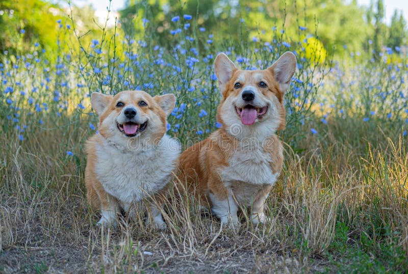 248 Summer Corgis Stock Photos - Free & Royalty-Free Stock Photos from ...