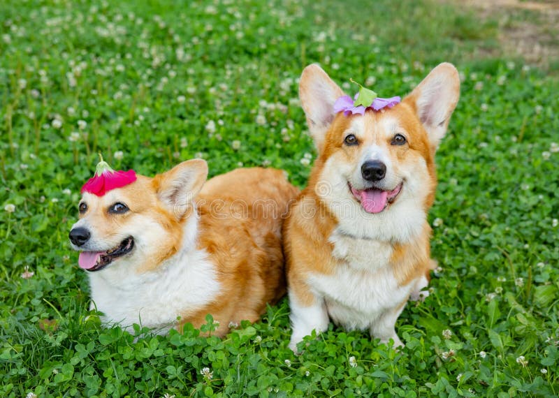 Two cute corgis stock image. Image of move, happy, playful - 253185619