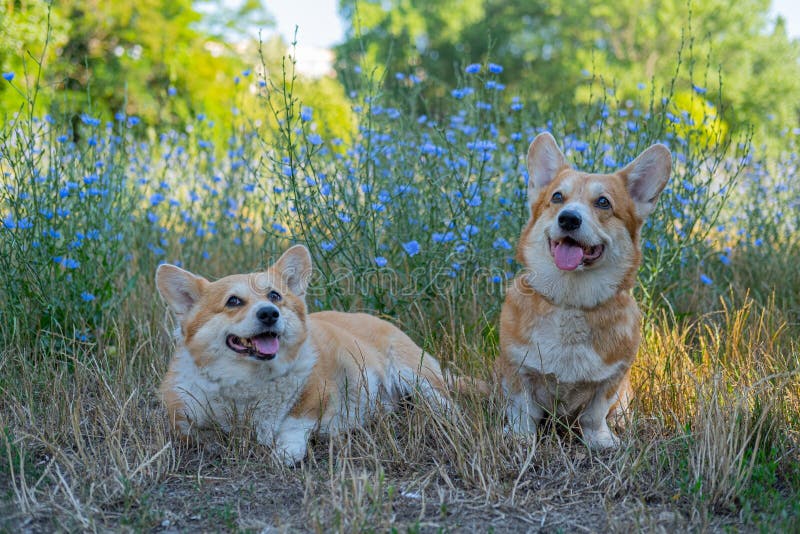 Two cute corgis stock image. Image of fast, outside - 253185665