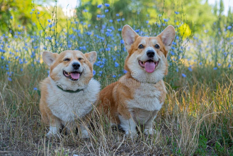 Two cute corgis stock image. Image of cute, green, meadow - 253185323