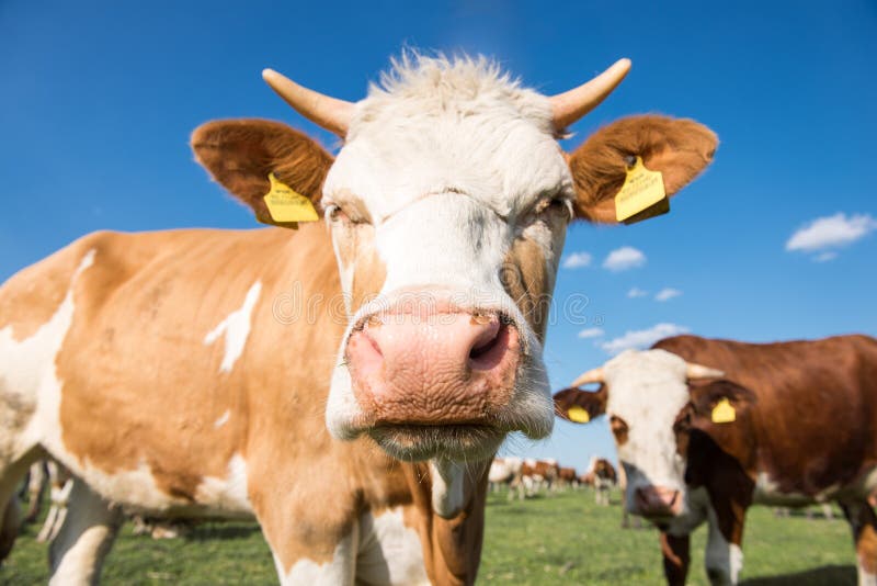 Two cute cows stock image. Image of domestic, animals - 55853907