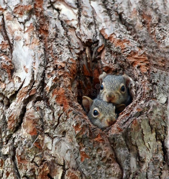 Two cute curious faces stock photo. Image of security - 5151314