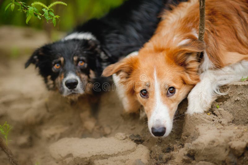 Two cute dog portrait stock photo. Image of doggy, brown - 30020908