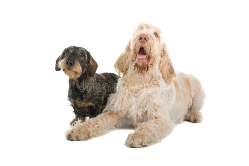 Two cute dogs stock image. Image of friends, spinone - 12079785