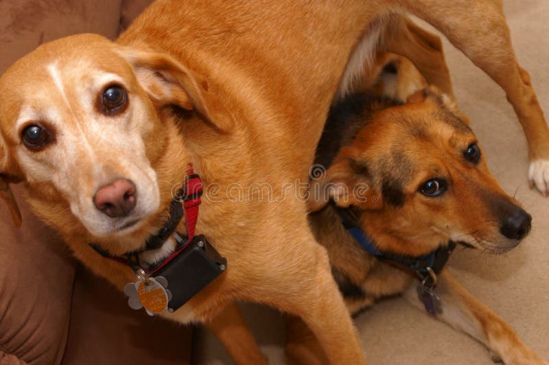 Two Cute Dogs stock image. Image of sweet, buddies, mouth - 1264405