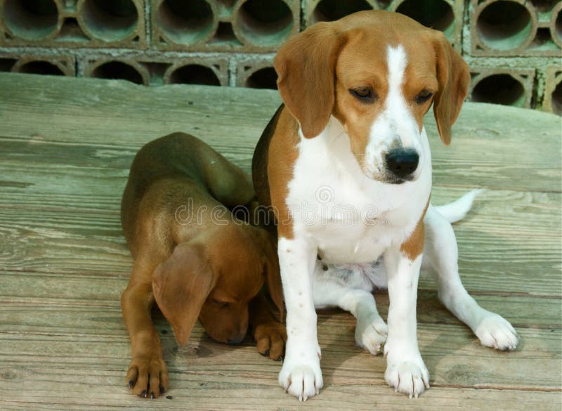 Two Dogs Of Different Breeds Stock Image - Image of isolation ...