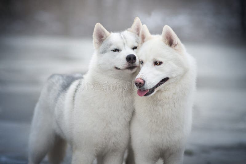 Two cute dogs breed Husky. stock image. Image of beautiful - 238958113