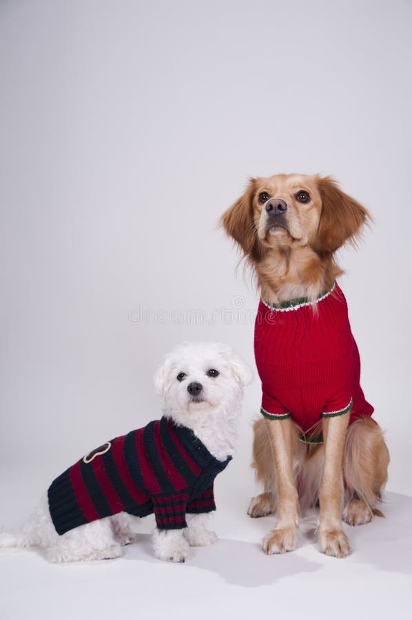 Two cute dogs stock image. Image of dogs, jumping, goldenretriever ...