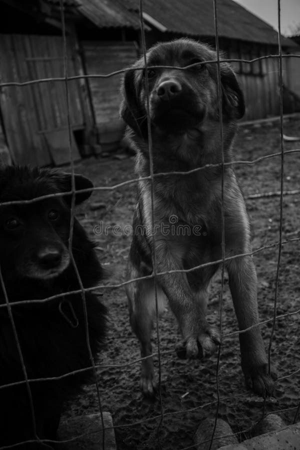 Two cute dogs stock image. Image of countryside, dogs - 70230789