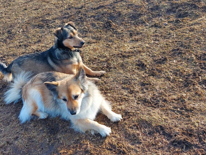 Two cute dogs laying stock photo. Image of cute, park - 274306950
