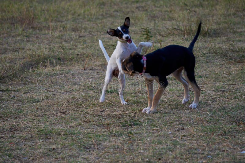 Cute Dogs Playing Together in a Park Stock Image - Image of friend ...