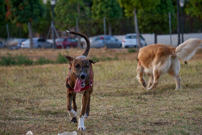 Cute Dogs Playing Together in a Park Stock Image - Image of outdoor ...