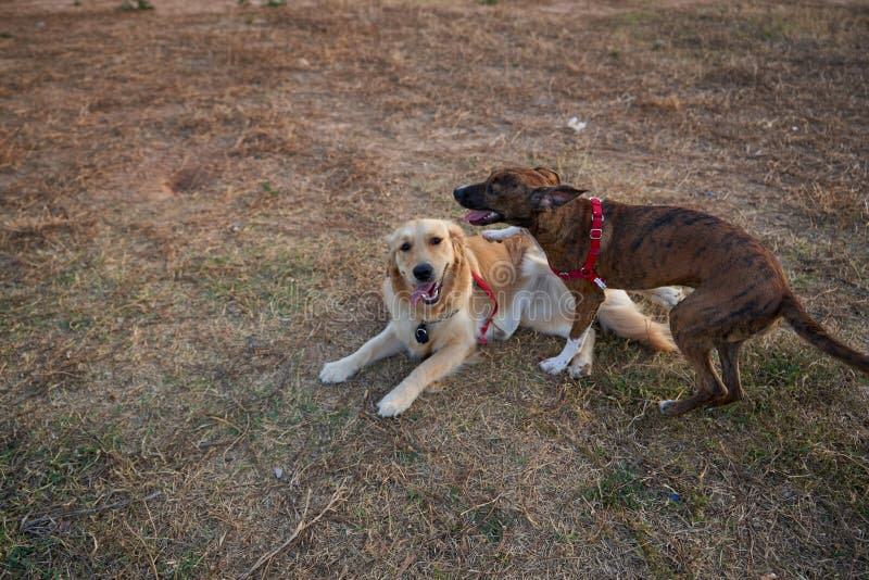 Cute Dogs Playing Together in a Park Stock Image - Image of play ...