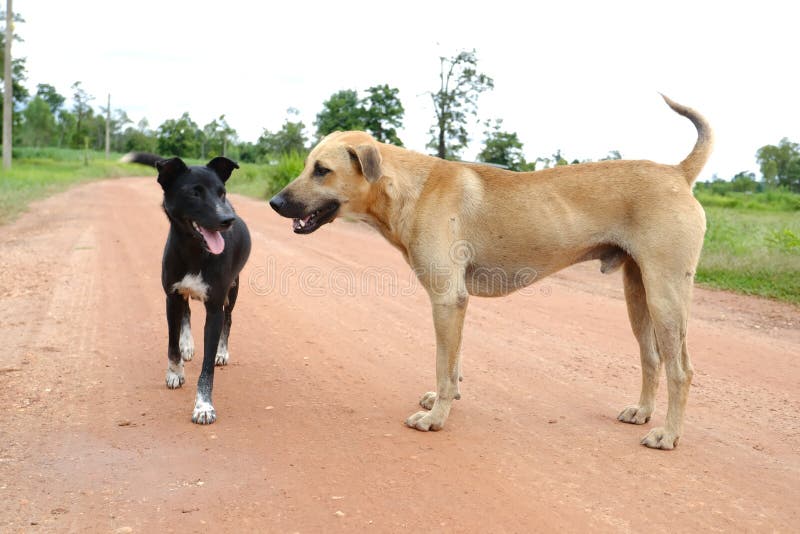 Two Cute Dogs are Playing Together. Stock Photo - Image of dirt, puppy ...