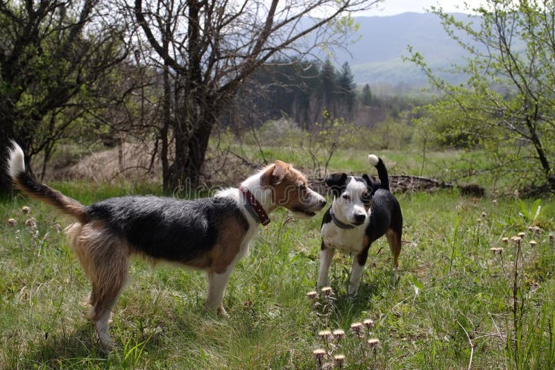 Two cute dogs playing stock image. Image of vegetation - 95507243