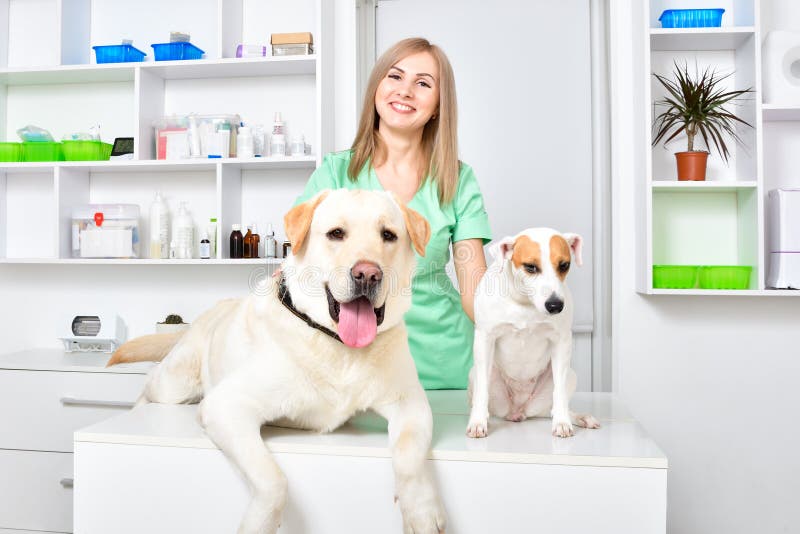 Two Cute Dogs at a Reception at the Vet Stock Image - Image of labrador ...