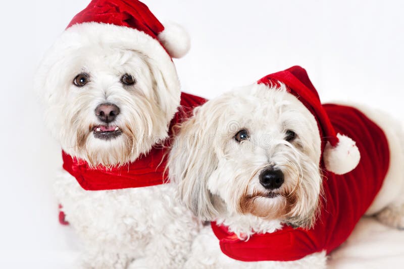 Two Cute Dogs in Santa Outfits Stock Image - Image of festive, costumes ...