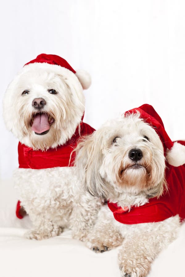 Two Cute Dogs in Santa Outfits Stock Photo - Image of puppies, clothing ...
