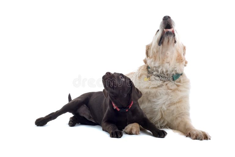 Two cute dogs sat together stock photo. Image of companions - 6910294