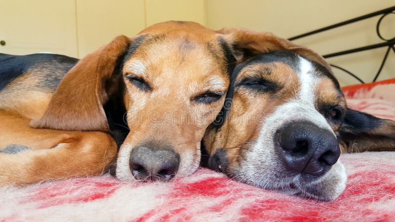 Hunt Dogs Sleeping the One on Top of the Other. a Funny Cute Moment ...