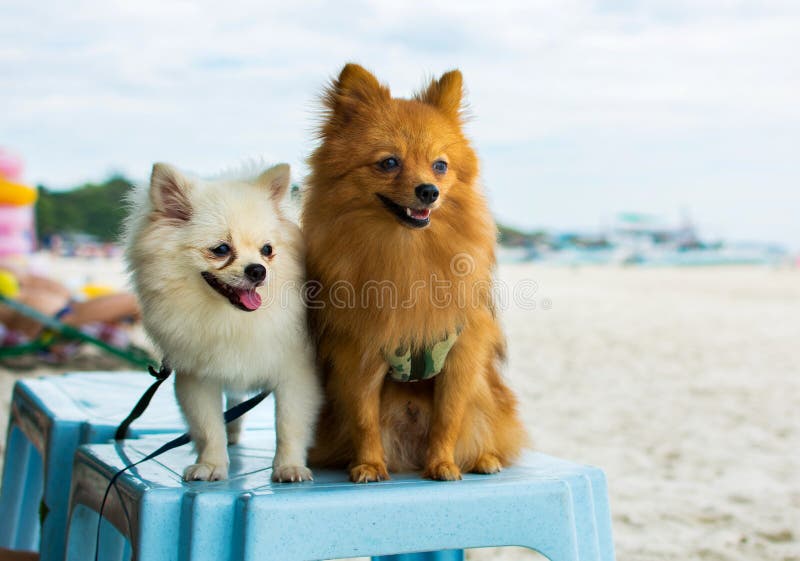 Two Cute Dogs Standing on a Chair in the Beach Stock Photo - Image of ...