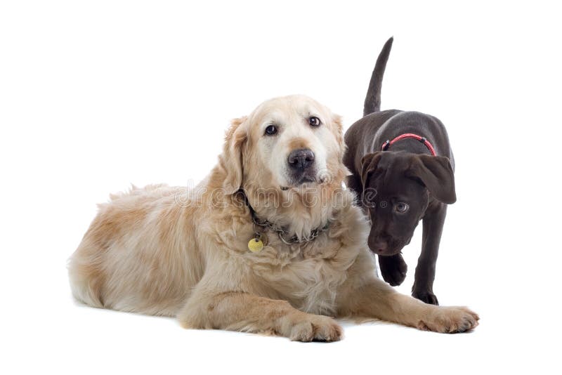 Two cute dogs together stock image. Image of looking, friendship - 6910311