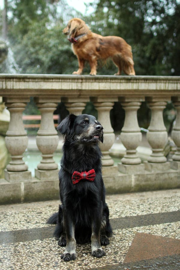 Two Cute Dogs are Together at Prague Castle Stock Image - Image of ...