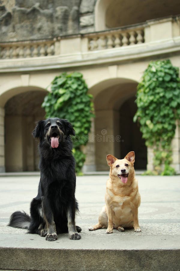 Two Cute Dogs are Together at Prague Castle Stock Image - Image of ...