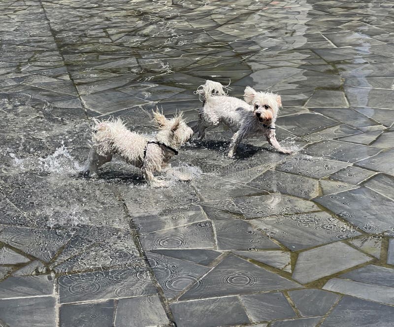 Two cute dogs and water stock image. Image of wood, sand - 257756183