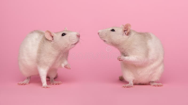Domestic Rats Against White Background Stock Photo - Image of omnivores ...