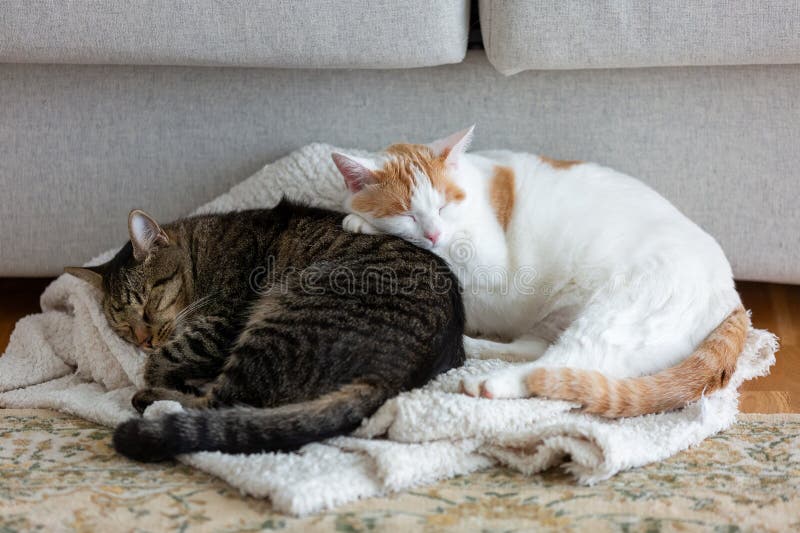 Two Cute Domesticated Cats Sleeping Stock Photo - Image of safe, lovely ...