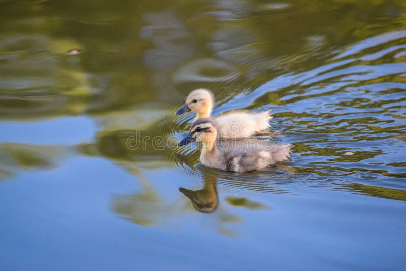 Two Cute Ducklings stock image. Image of nature, ducklings - 75488875