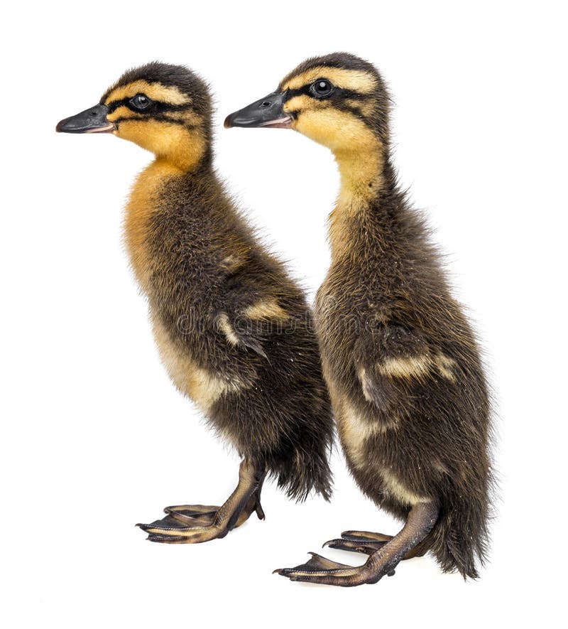 Two cute ducklings stock photo. Image of domestic, animal - 31090532