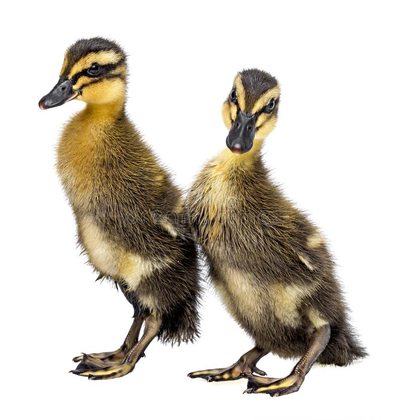 Cute ducklings stock photo. Image of isolation, domestic - 31090630