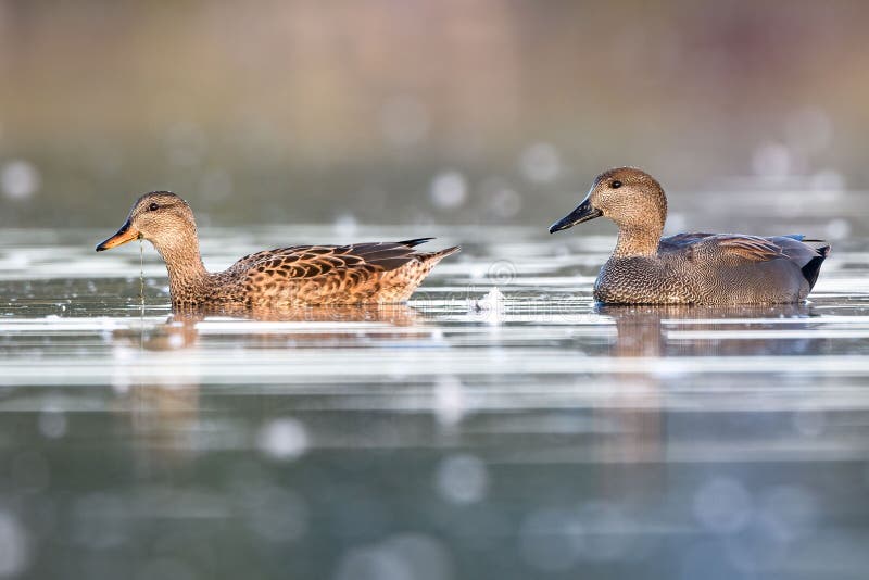 Cute Ducks Swimming in the Lack in Closeup Stock Image - Image of ...