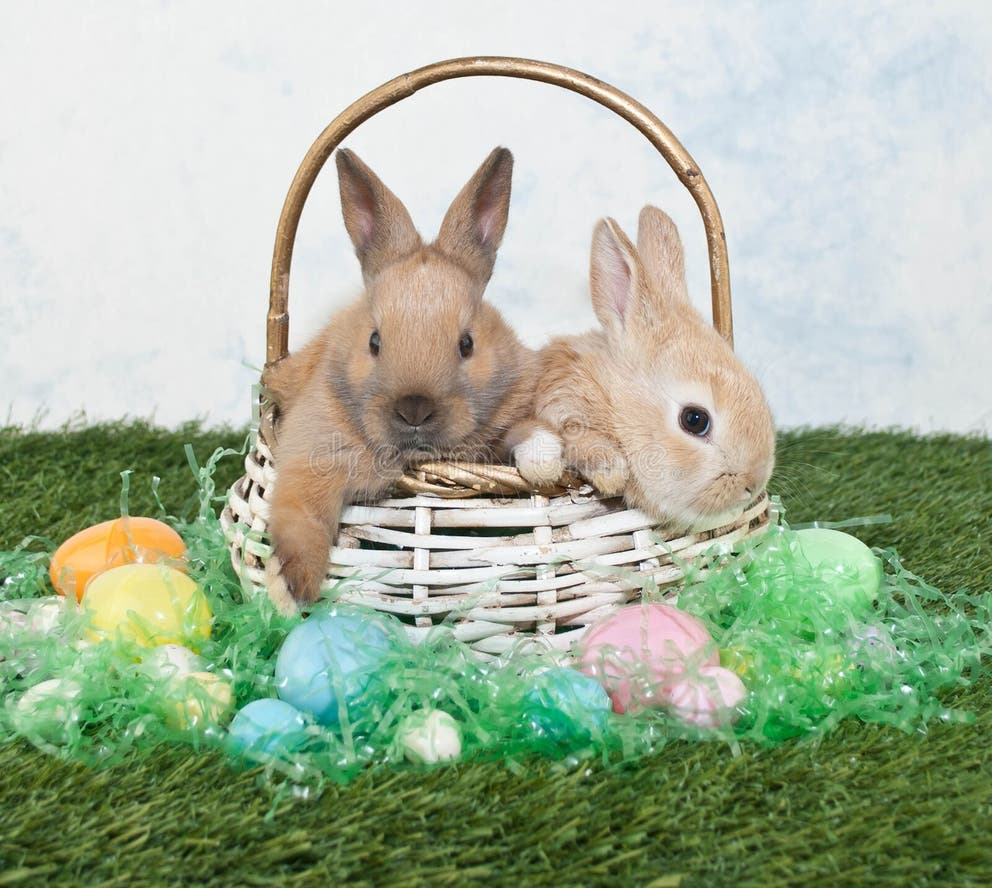 19,079 Bunnies Stock Photos - Free & Royalty-Free Stock Photos from ...