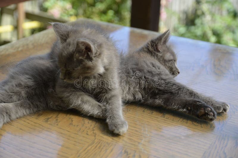 Two Cute, Fluffy, Baby Cats Playing Together Stock Image - Image of ...