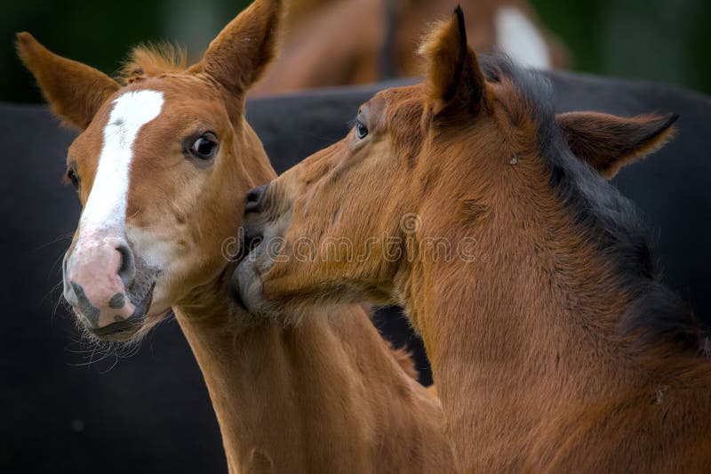 Two Cute Foals, Playing Together Funny Stock Photo - Image of foals ...