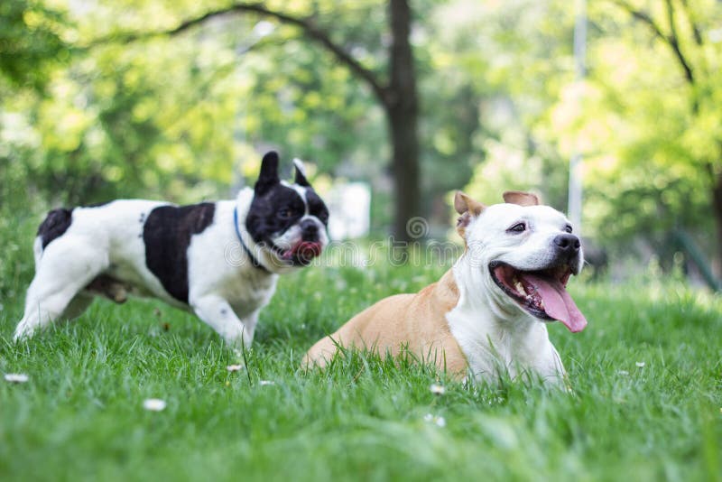 Two Cute Friendly Dogs are Playing in the City Park Stock Photo - Image ...